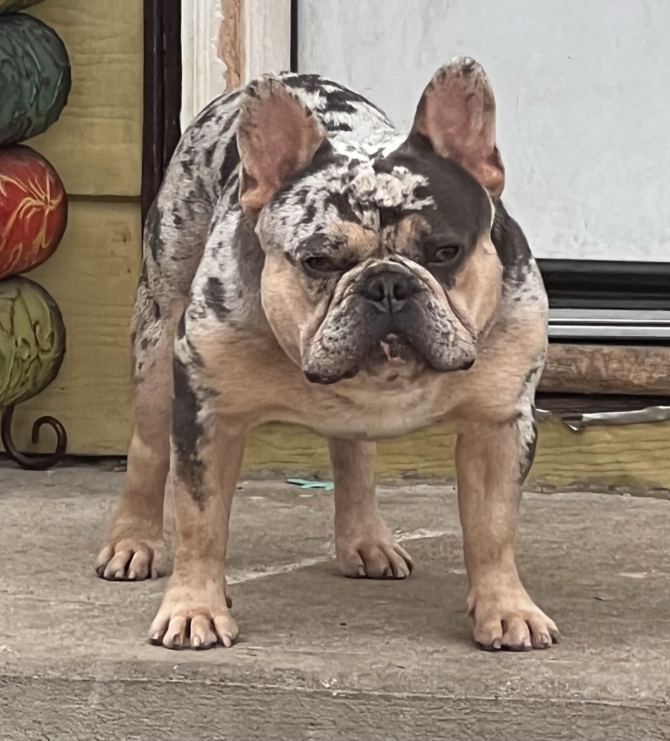 Males Studs – Valor Bullies French Bulldogs: Trusted French Bulldog ...
